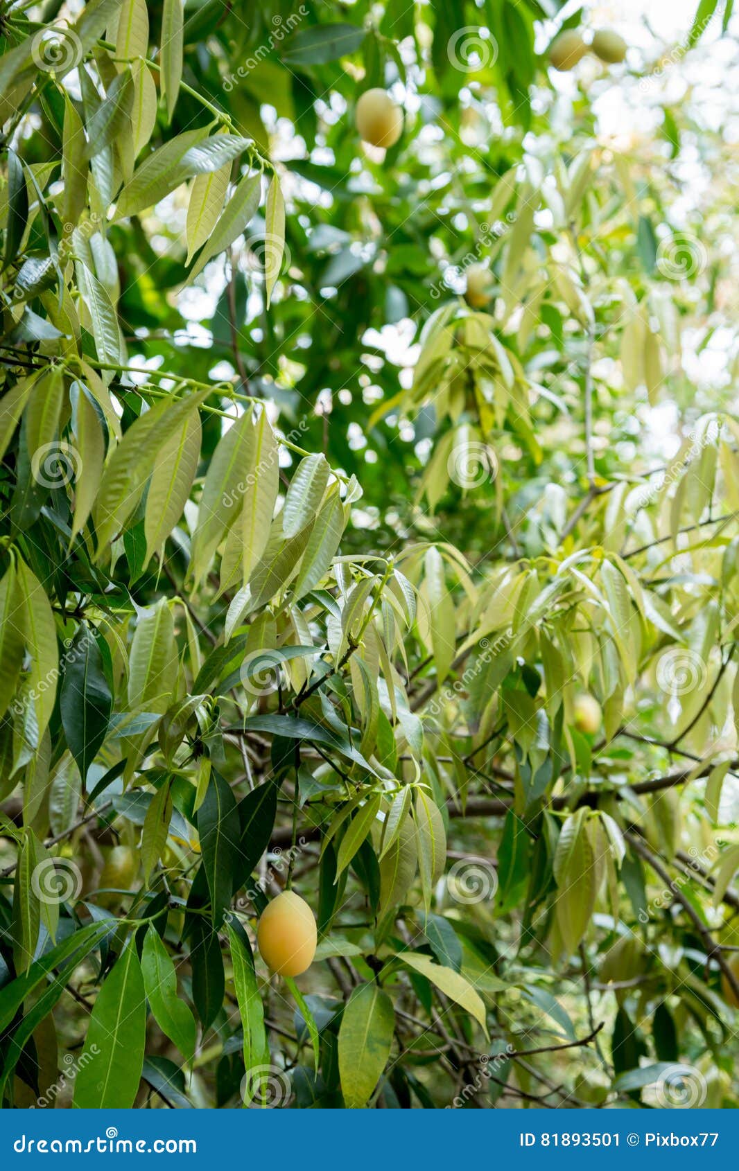 Marian plum on tree stock image. Image of tropical, plum - 81893501