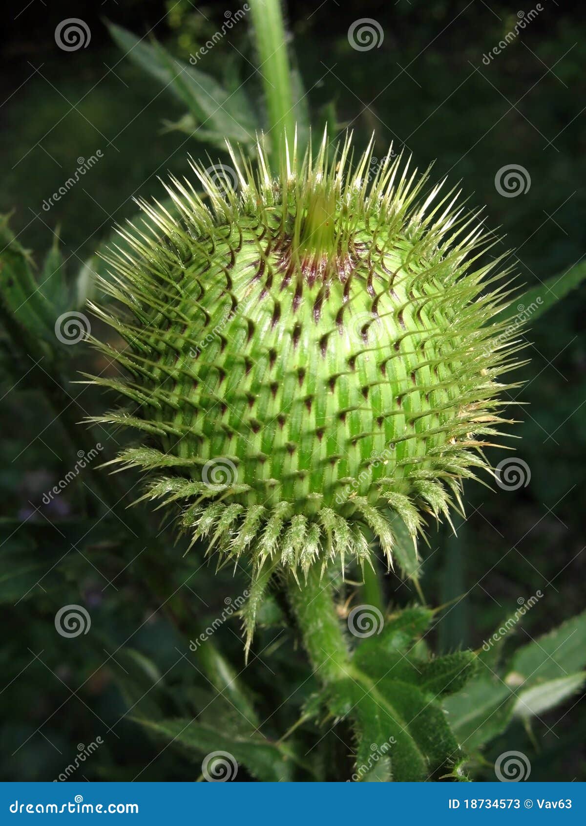 Marianum De Silbyum. Cardo. Imagen de archivo - Imagen de salud, macro ...