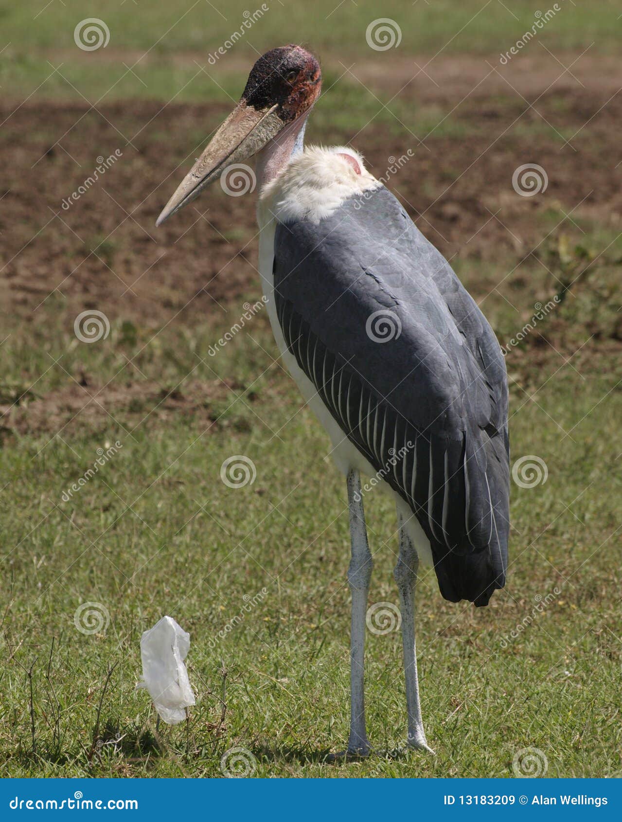 Maribou stork stock image. Image of flight, bags, polythene - 13183209