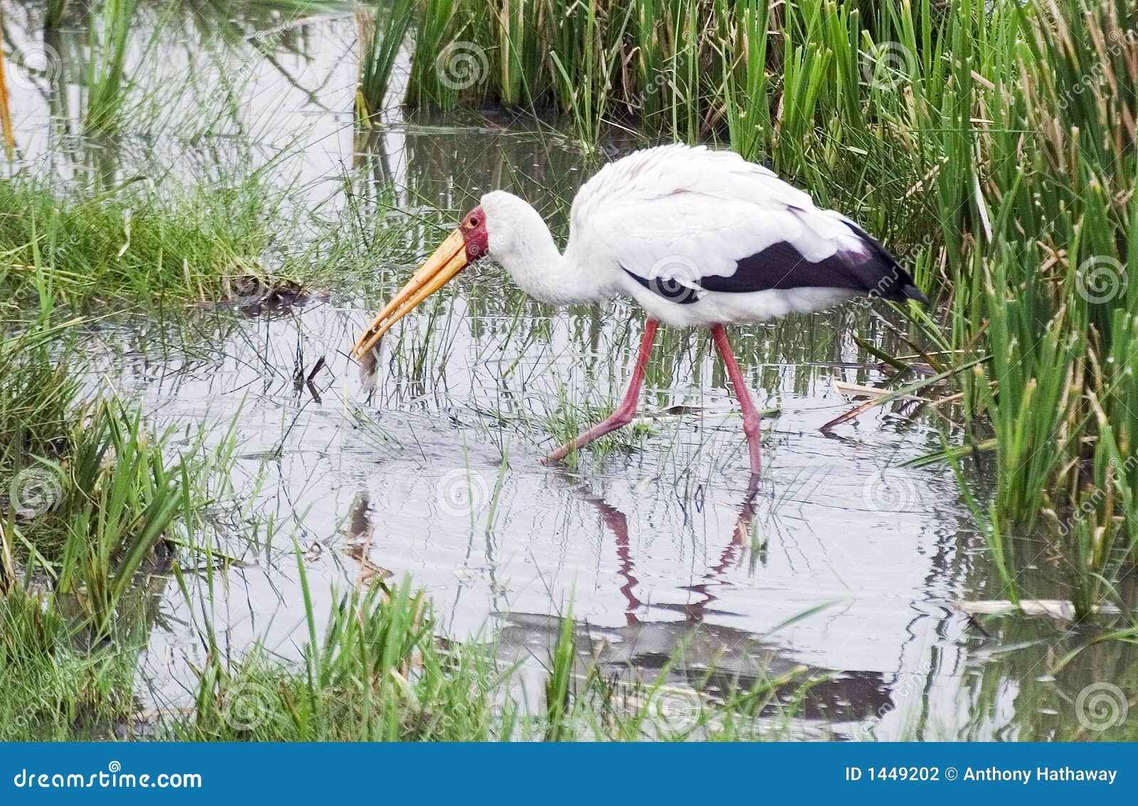 Maribou Stork stock photo. Image of masai, white, stork - 1449202