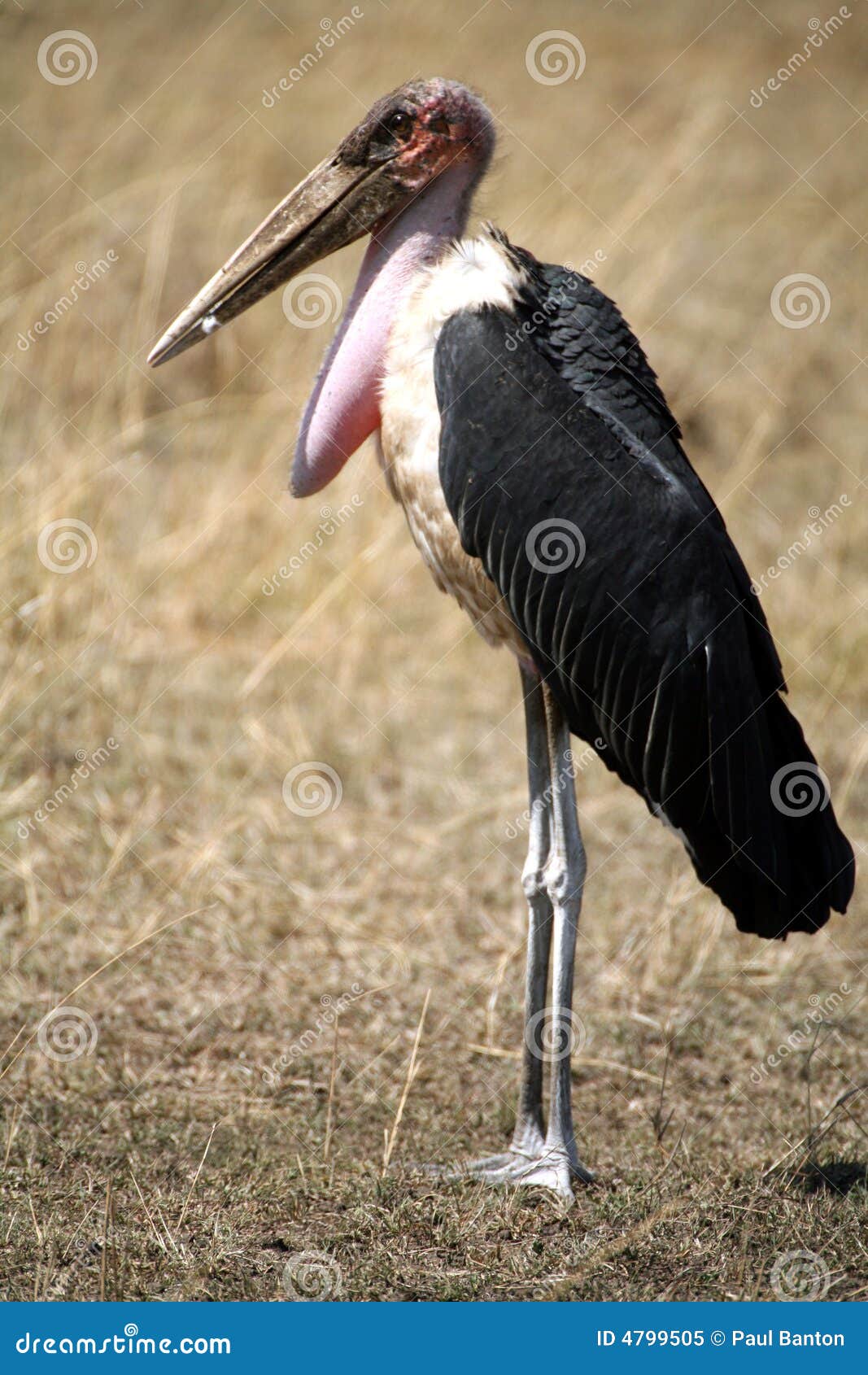 Maribou Stork stock image. Image of stork, kill, kenya - 4799505