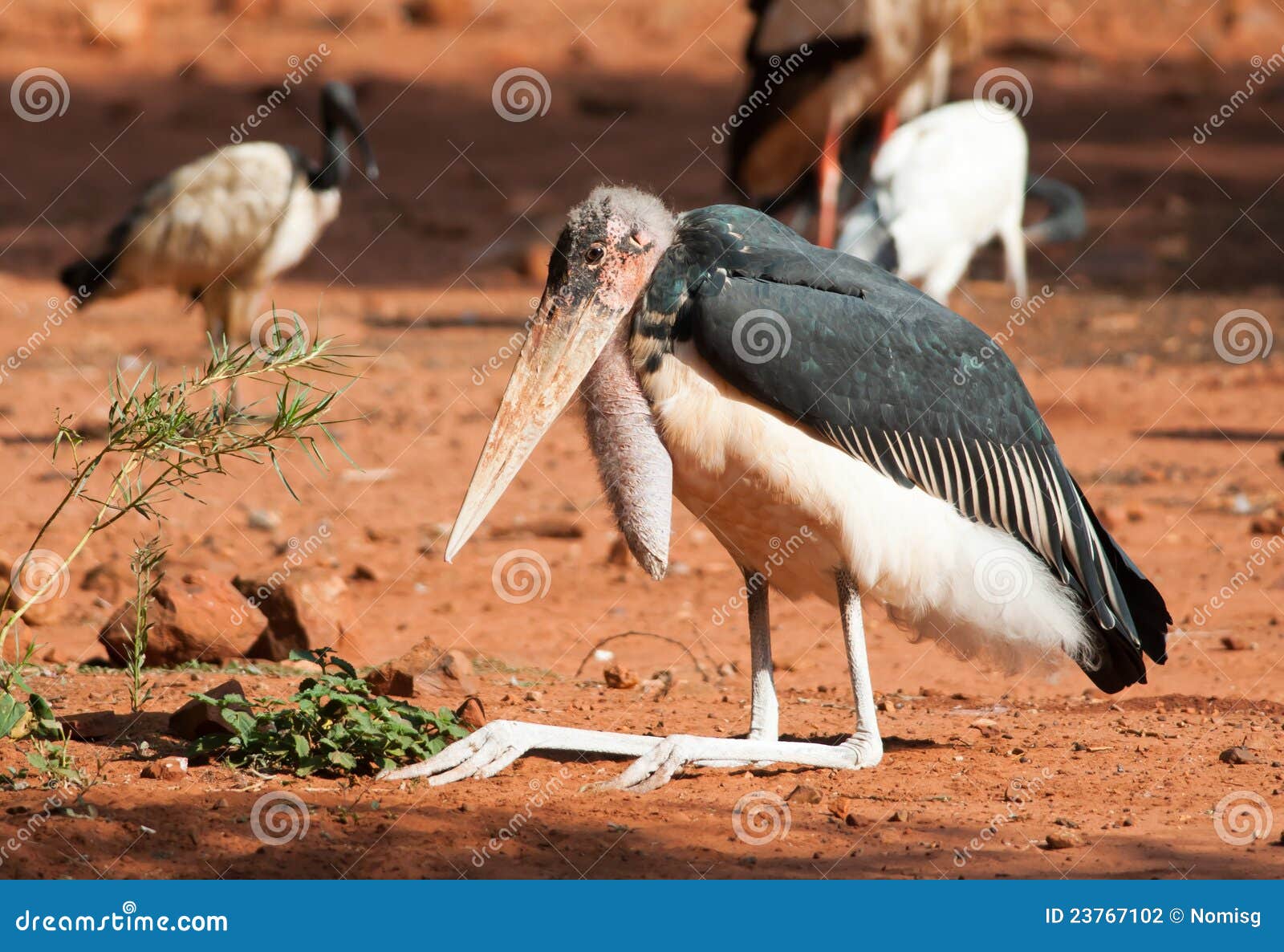 104 Undertaker Birds Stock Photos - Free & Royalty-Free Stock Photos ...