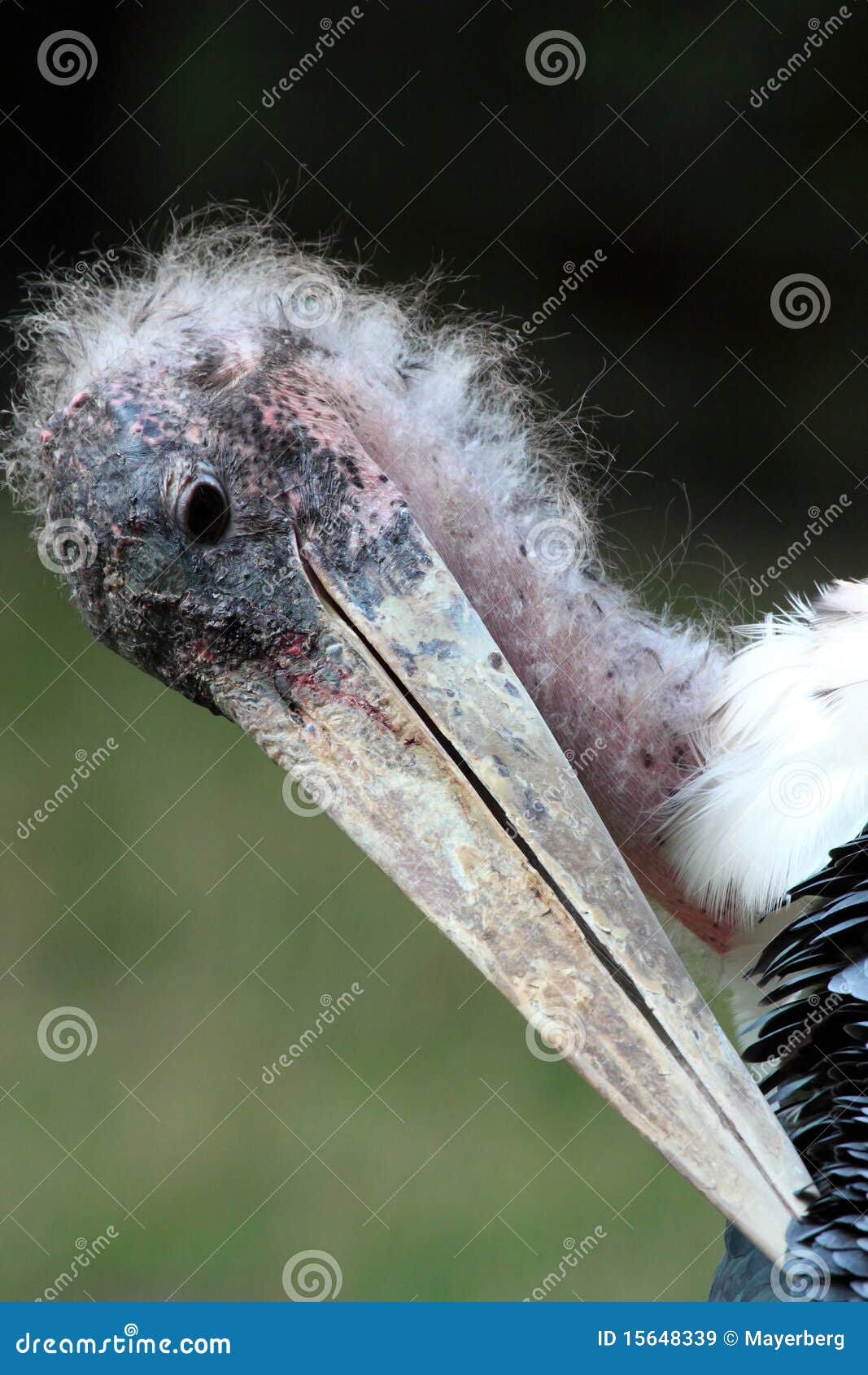 Maribu image stock. Image du sauvage, fermer, rebondissements - 15648339