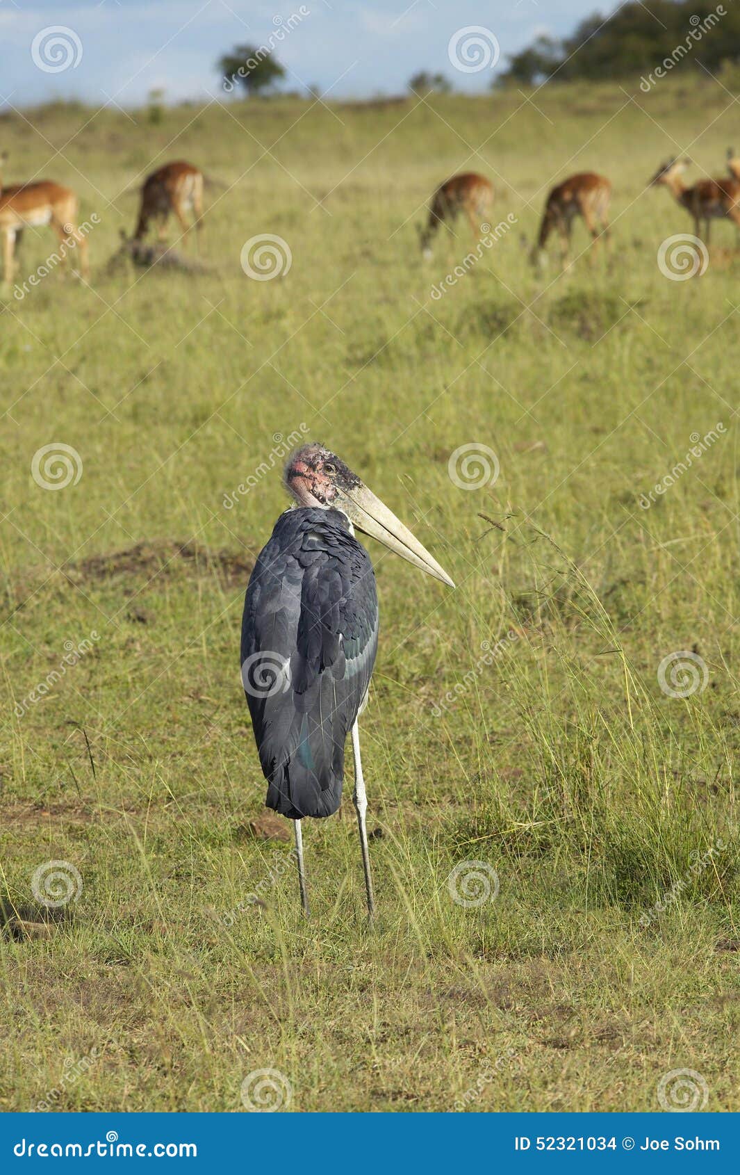 Maribu Stork, Leptoptilos Crumenifer, Lake Naivasha, Kenya Stock ...