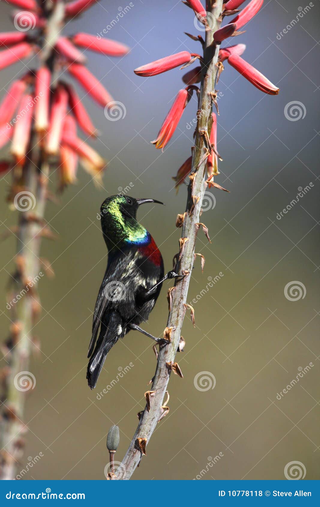 Marico Sunbird - Namibia stock photo. Image of national - 10778118