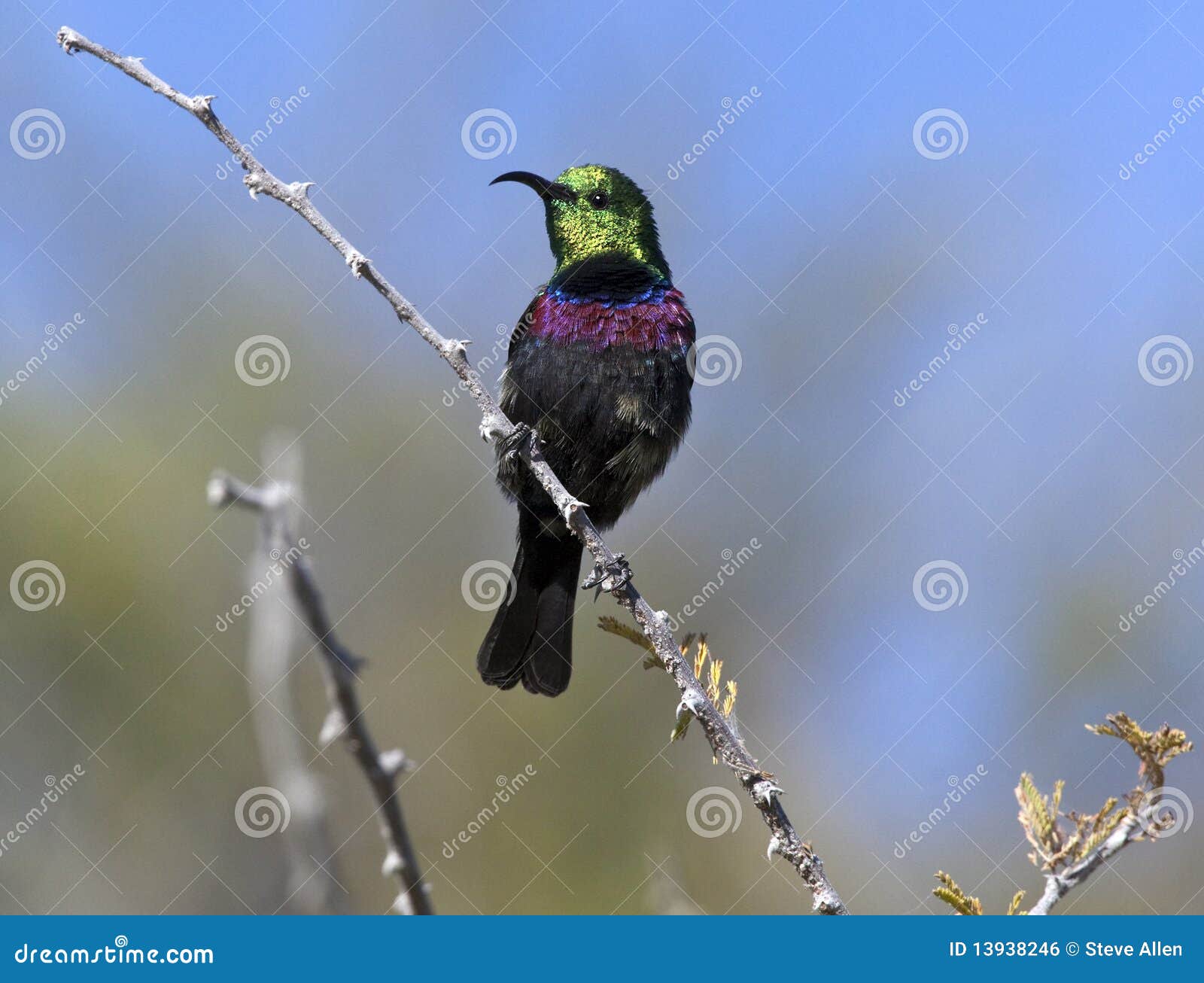 Marico Sunbird - Namibia stock photo. Image of cinnyris - 13938246