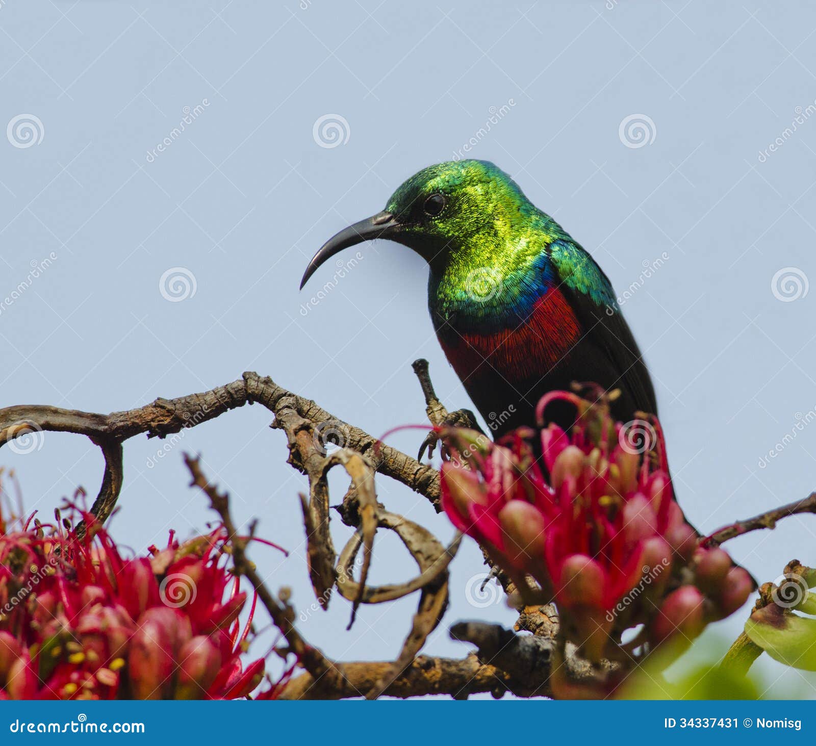 Marico sunbird stock image. Image of beak, african, bird - 34337431
