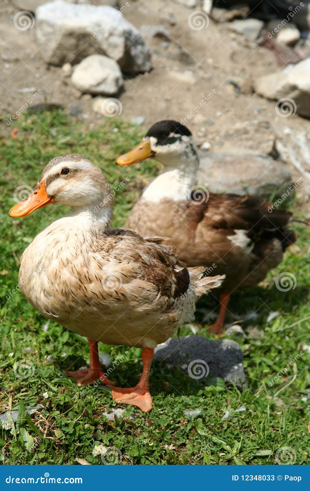 Marido y esposa del pato imagen de archivo. Imagen de patos - 12348033