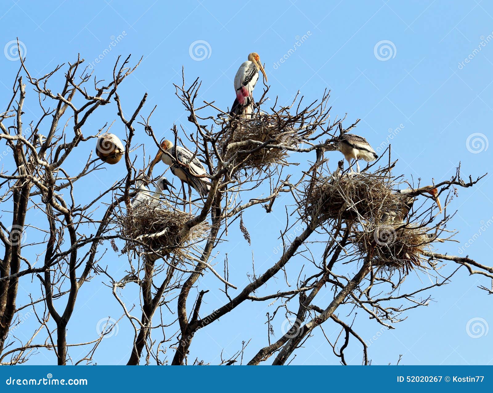 Marie bird stock image. Image of leptoptilos, marabout - 52020267