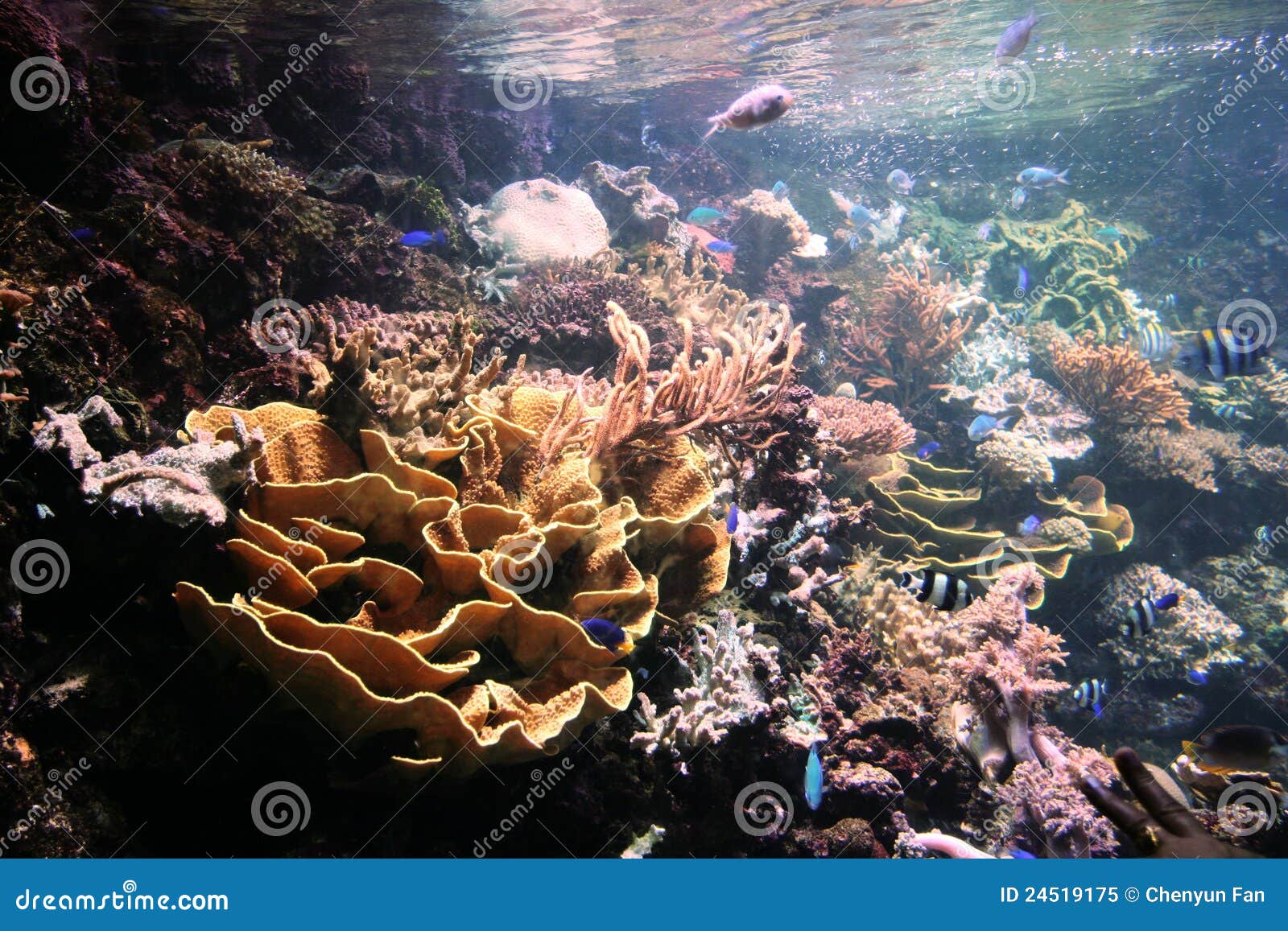 Mariene Organismen stock afbeelding. Image of reis, overzees - 24519175