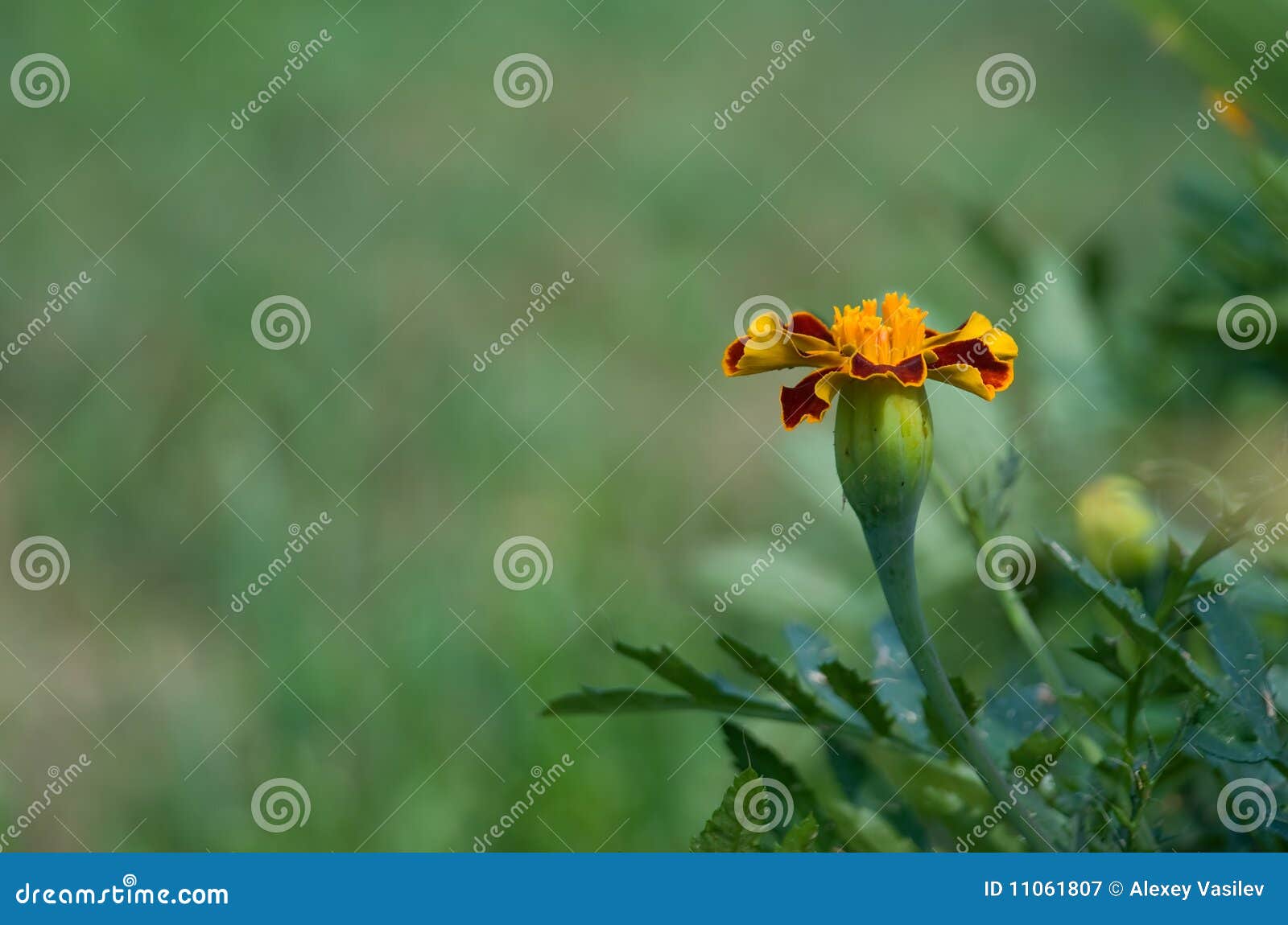 Marigold stock image. Image of inflorescence, small, background - 11061807