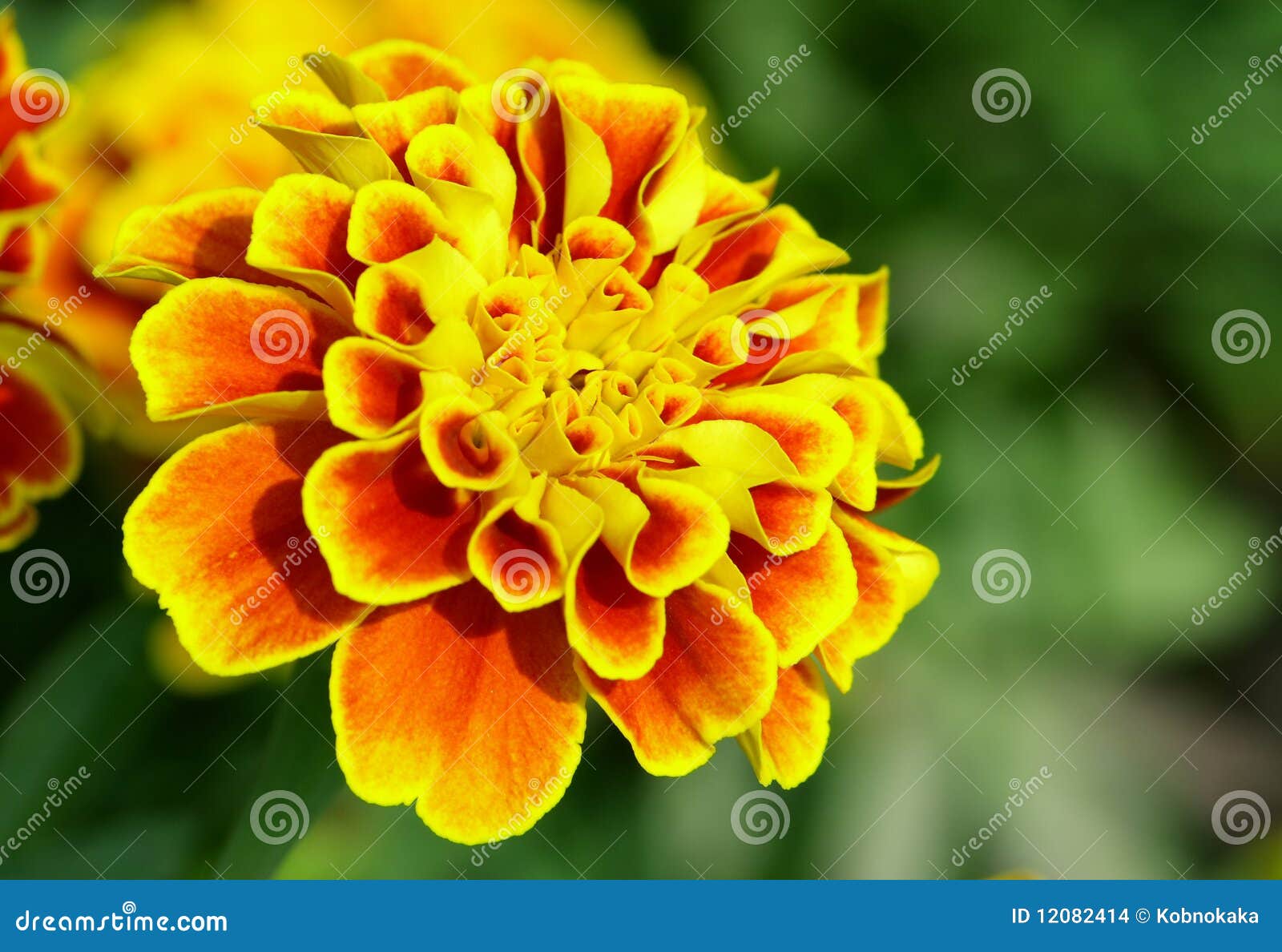 Marigold stock photo. Image of plant, marigold, warm - 12082414