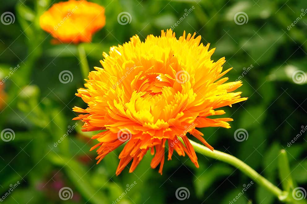 Marigold stock photo. Image of multi, herb, background - 15327786