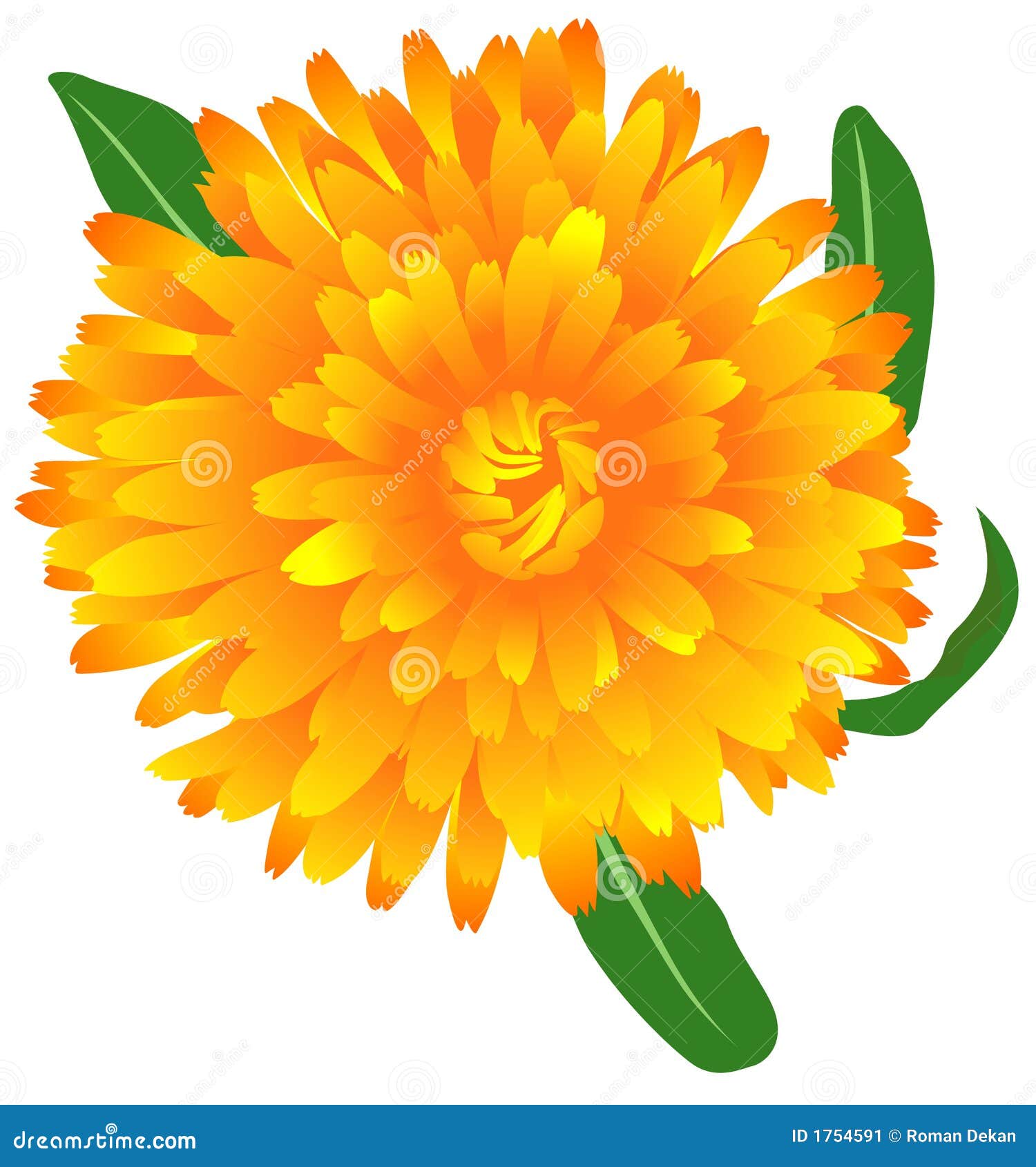 Marigold Cartoons, Illustrations & Vector Stock Images - 4676 Pictures ...