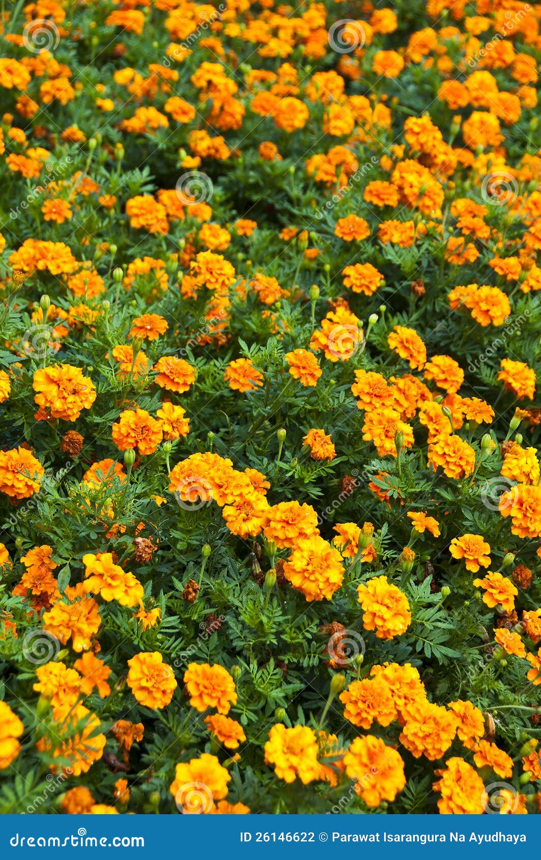 Marigold. stock photo. Image of macro, background, nature - 26146622