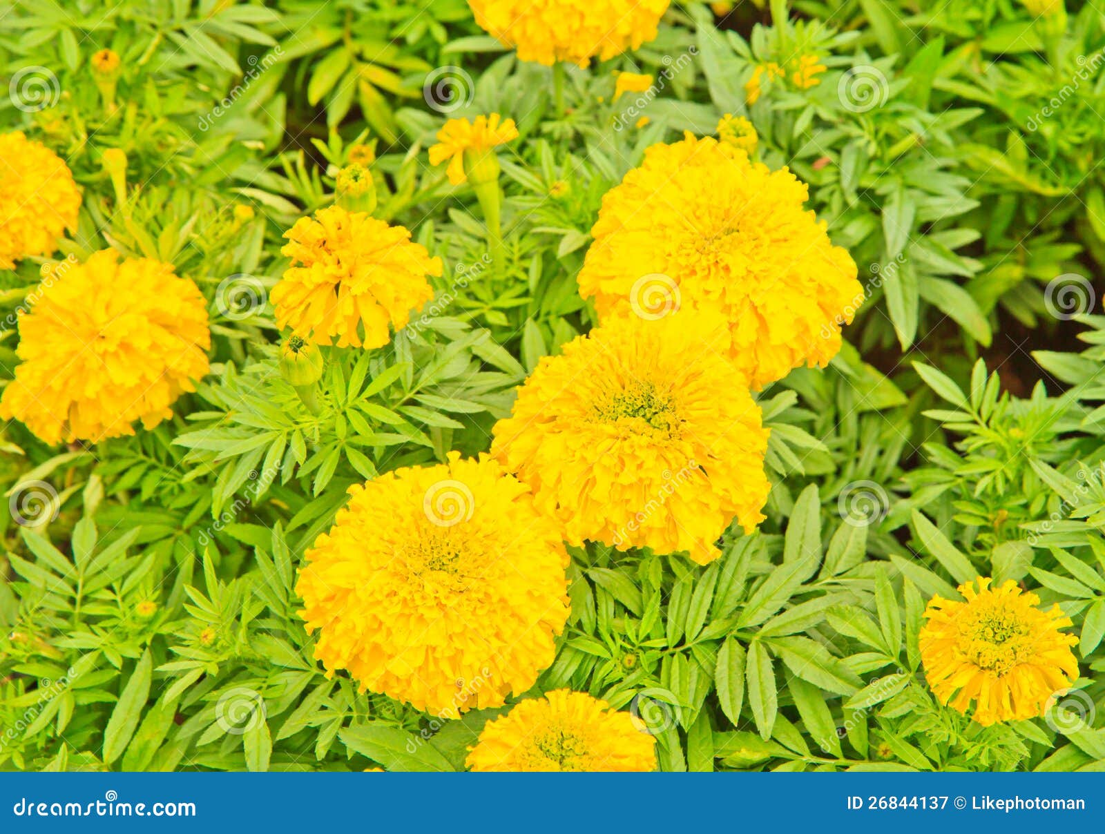 Marigold stock image. Image of floral, leaves, happiness - 26844137