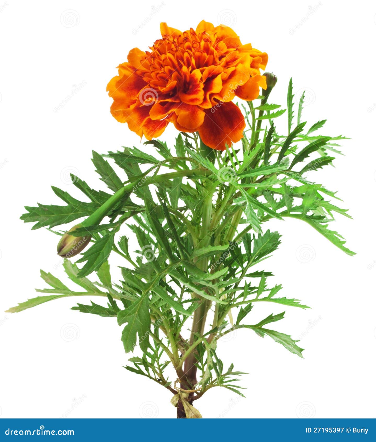 Marigold stock image. Image of petal, white, marigold - 27195397