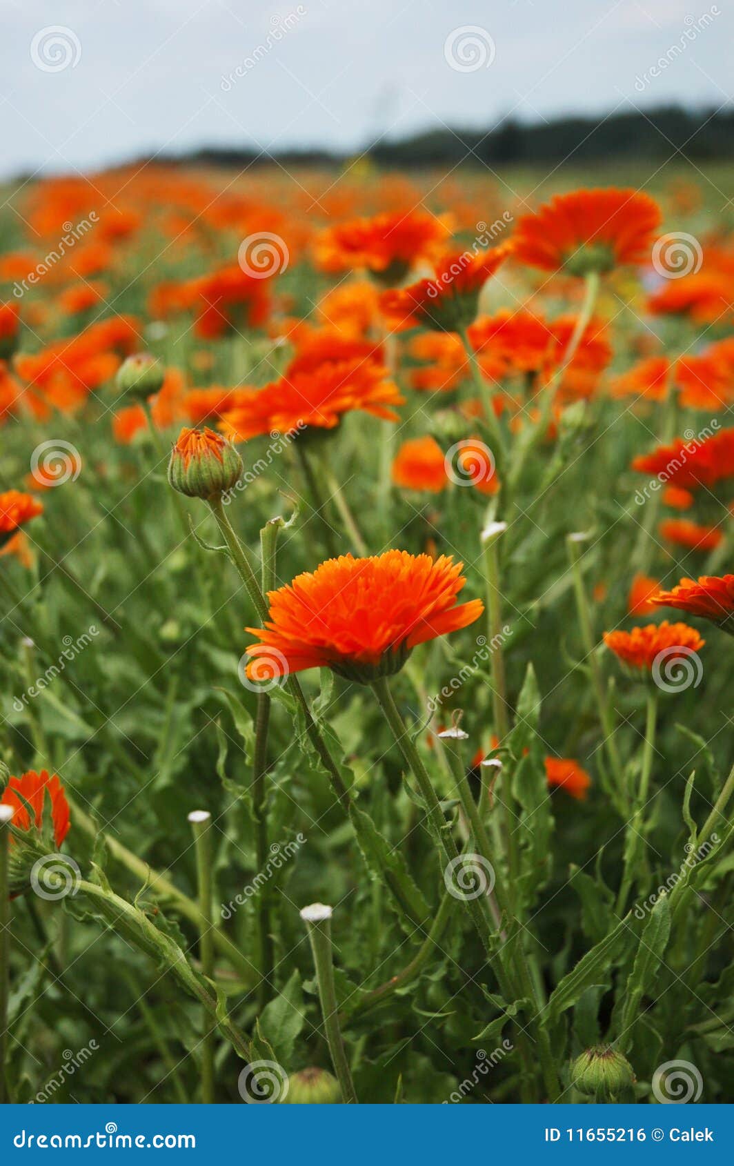 Marigold 3 stock photo. Image of freshness, garden, flower - 11655216