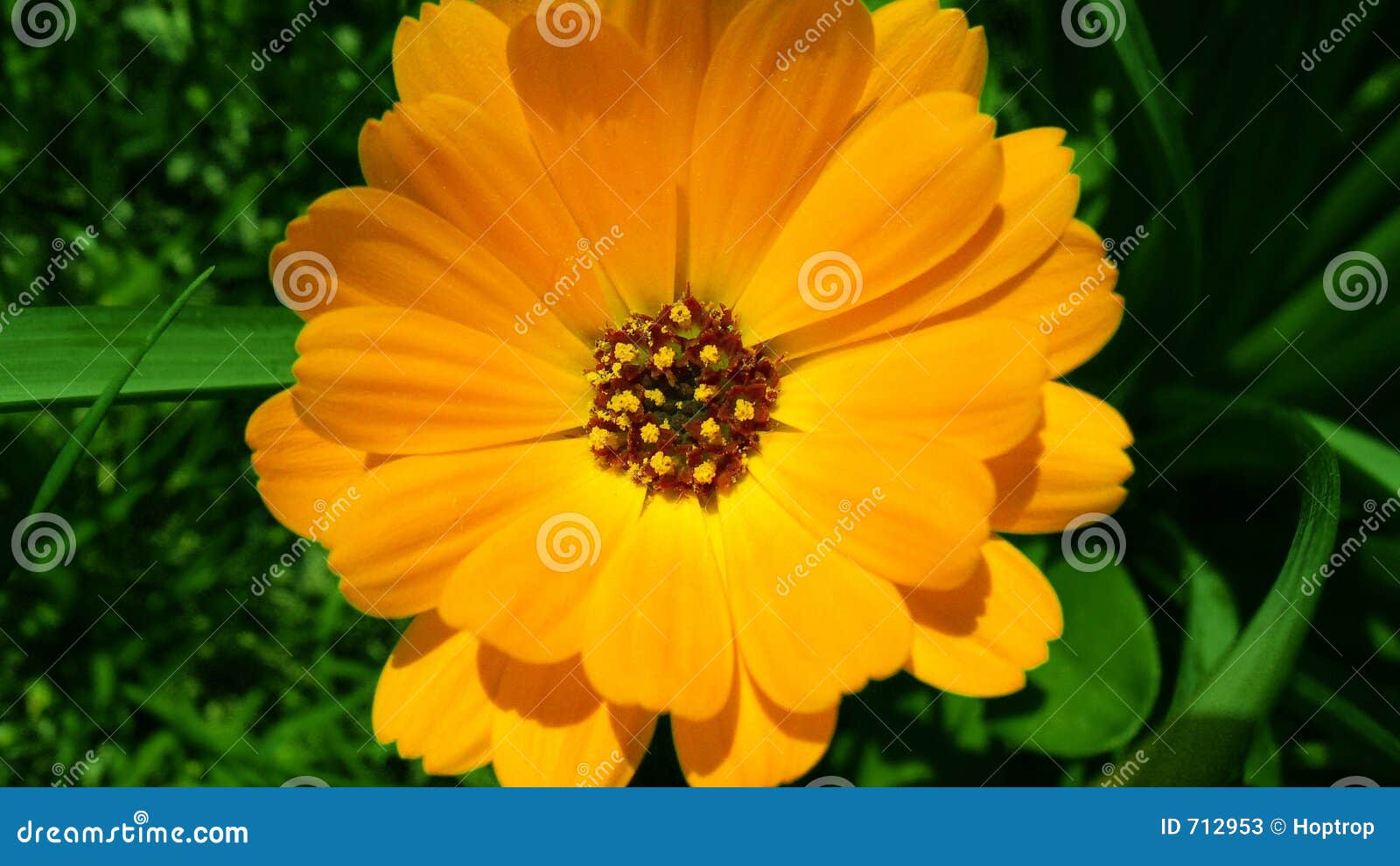 Marigold stock image. Image of texture, flowers, spring - 712953