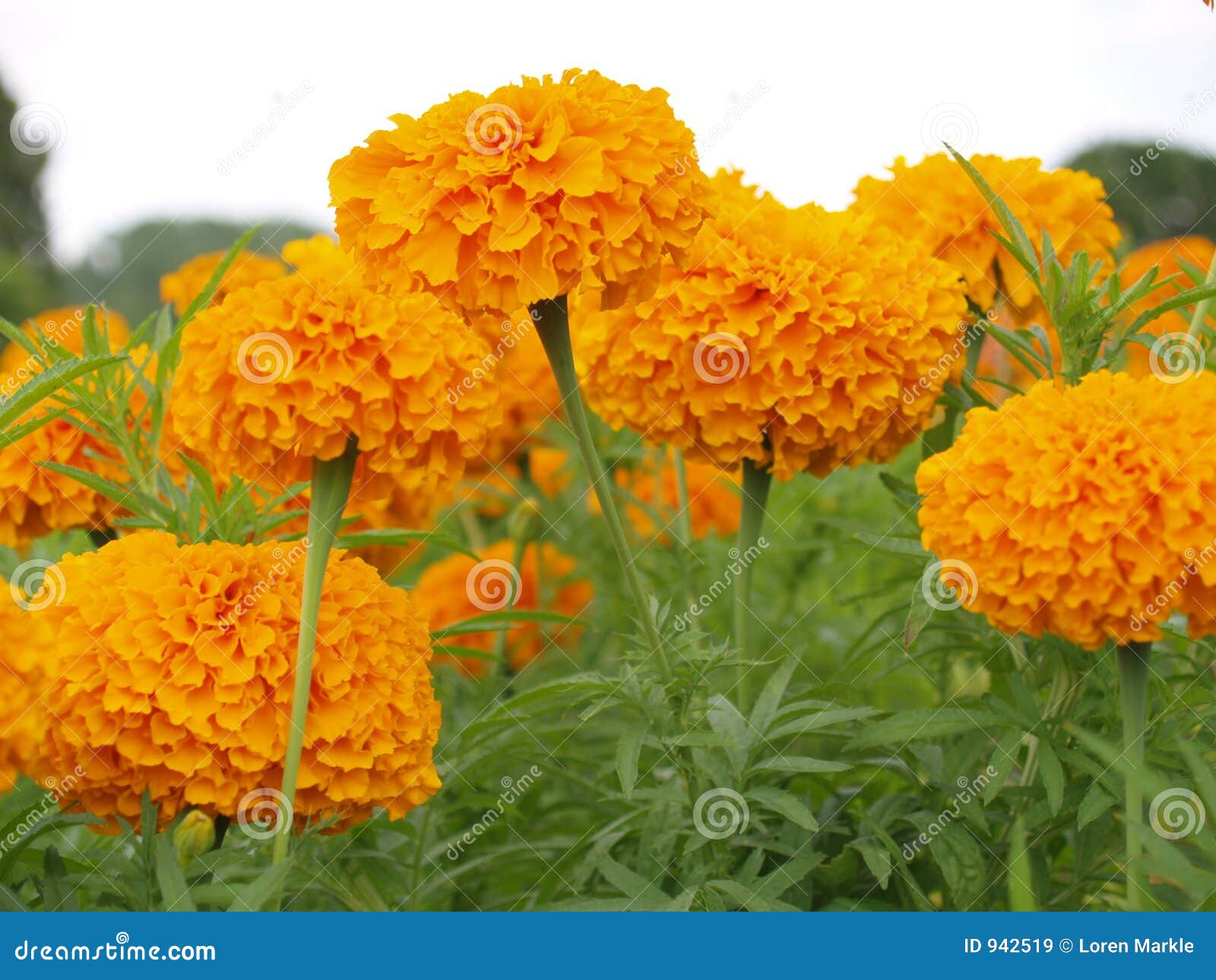 Marigold stock image. Image of marigold, botany, blooms - 942519
