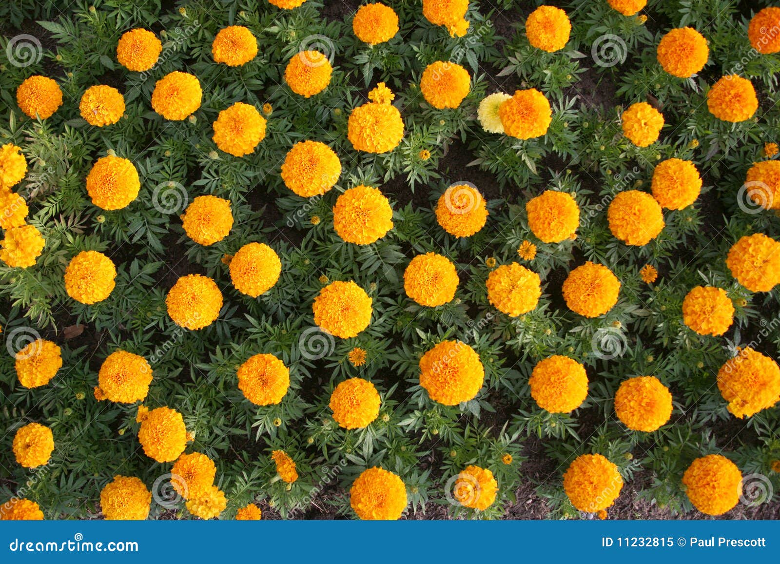 Marigold background stock image. Image of fresh, arrangement - 11232815