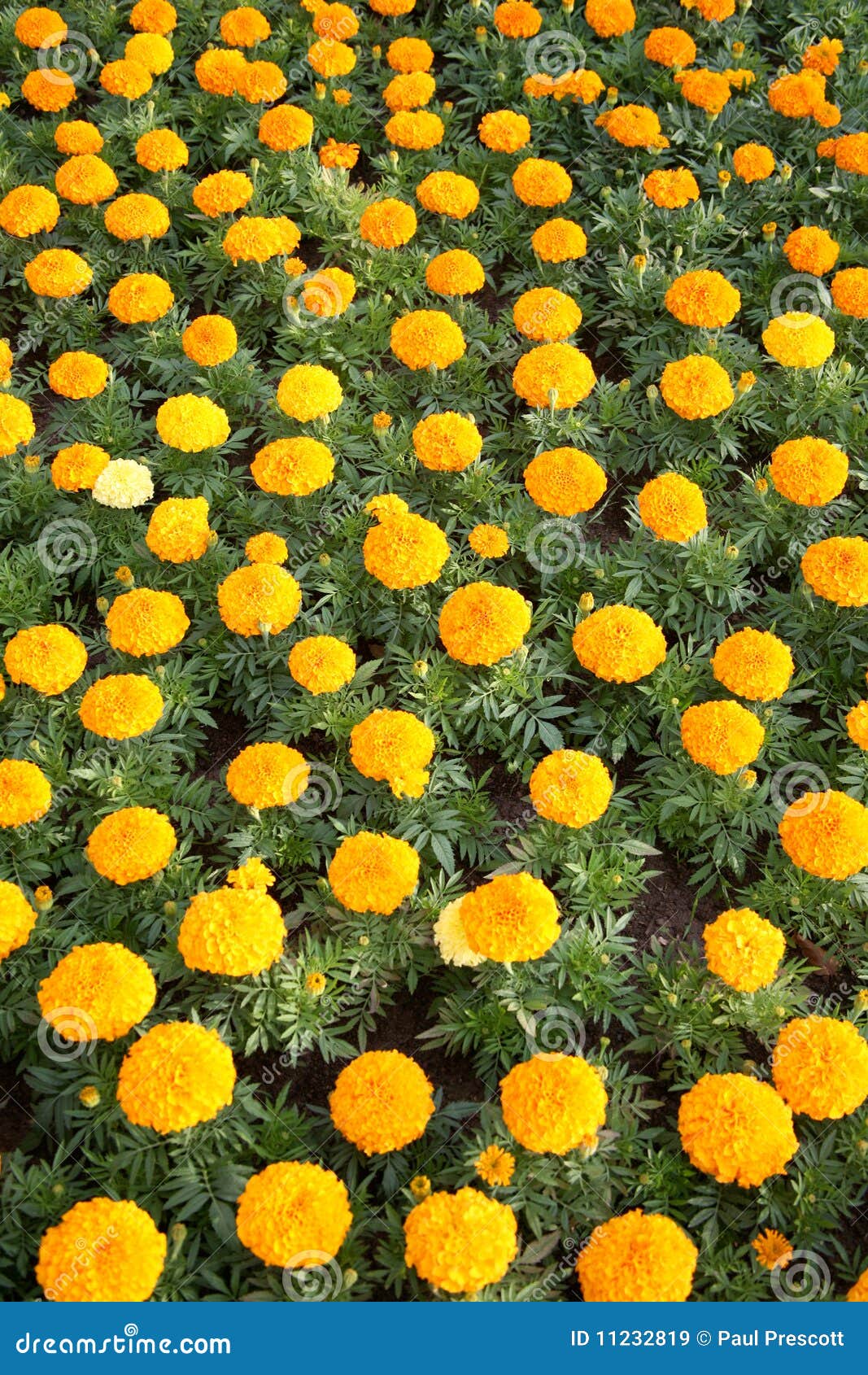 Marigold background stock image. Image of nature, garden - 11232819