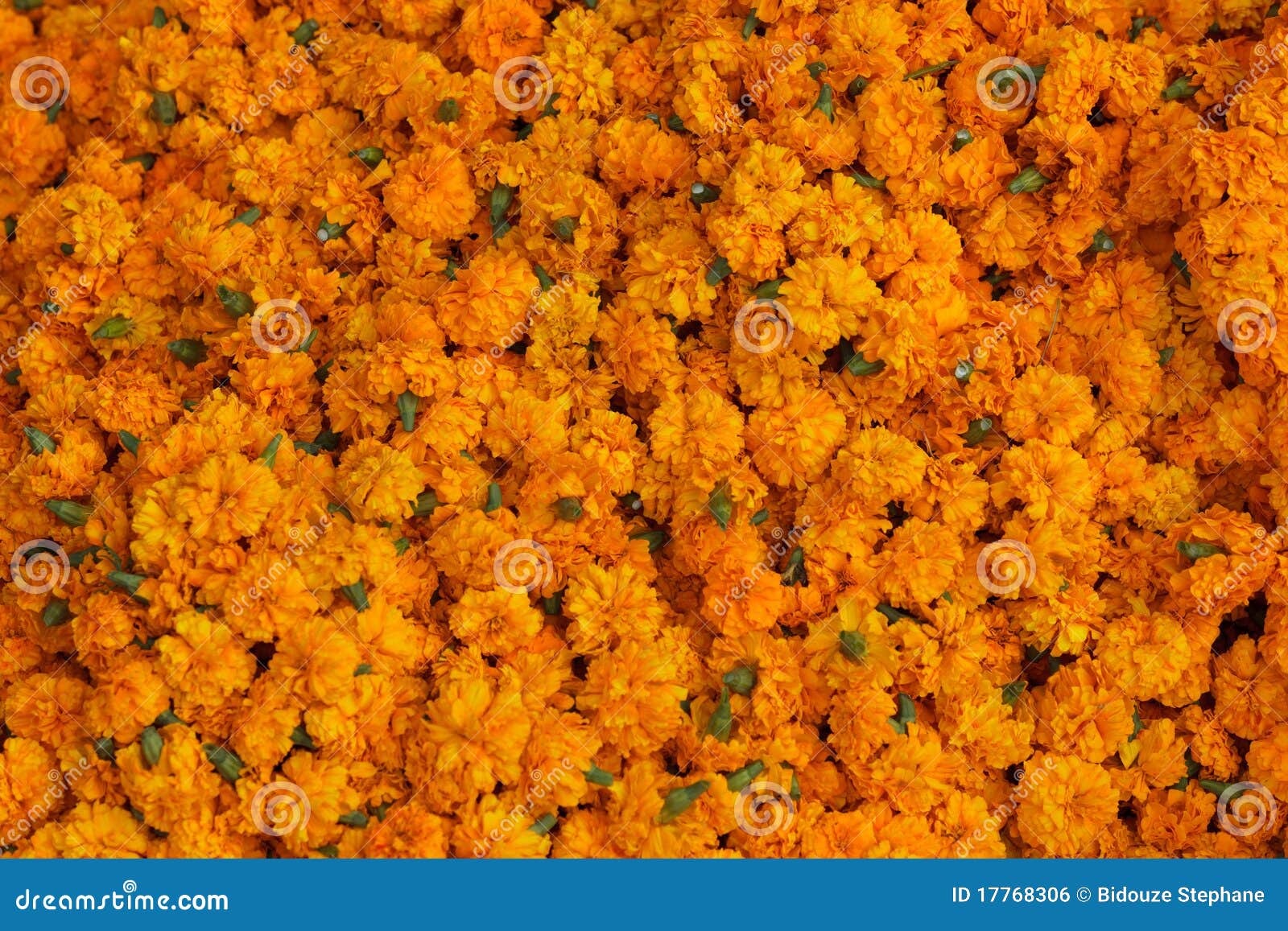 Marigold background stock photo. Image of beauty, herbal - 17768306