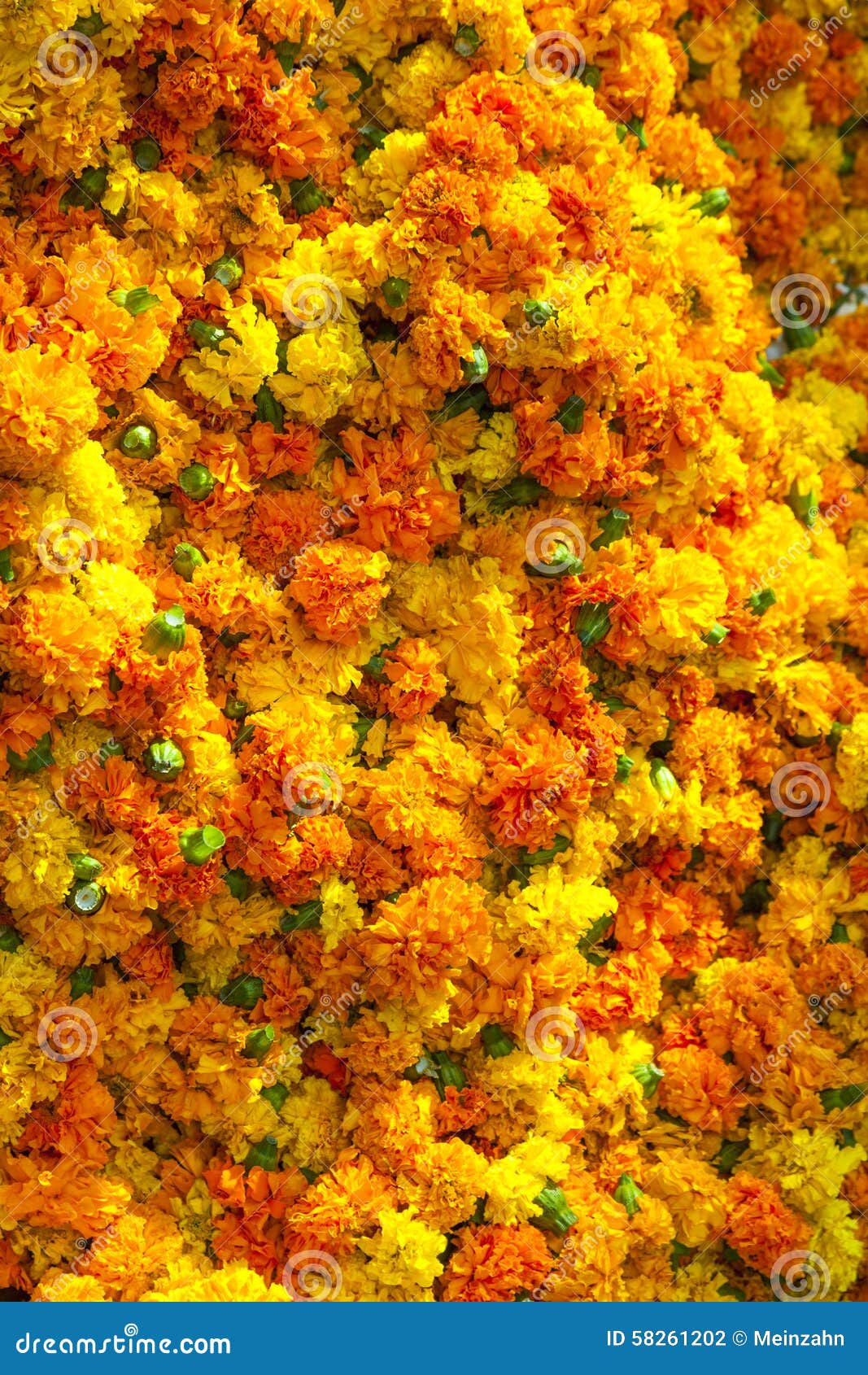Marigold background stock photo. Image of bangkok, market - 58261202