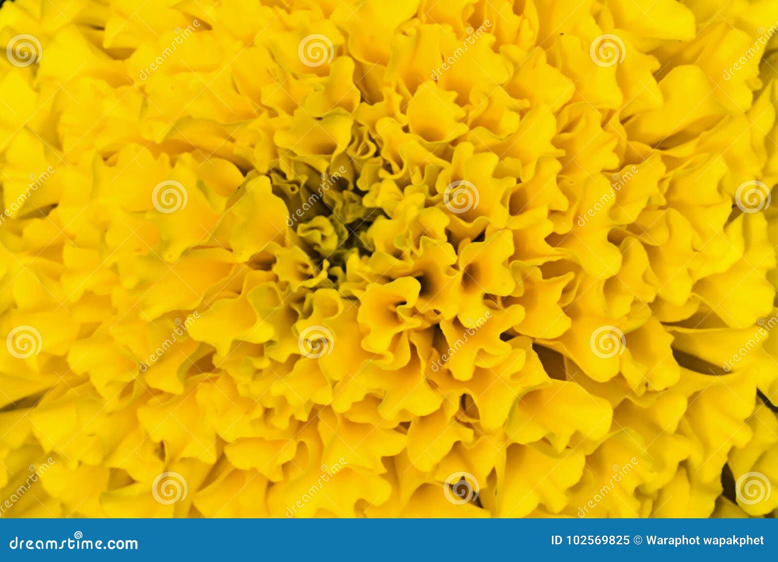 Marigold Background Stock Photography | CartoonDealer.com #17768306