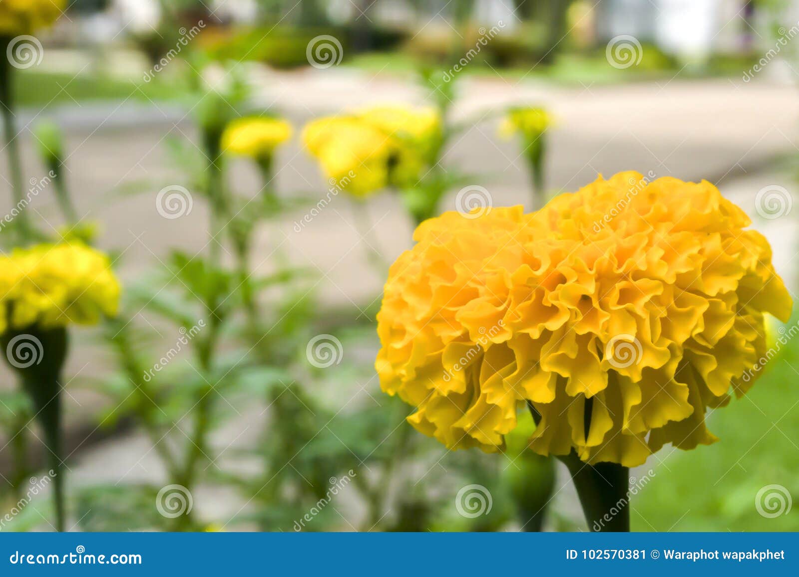 Marigold Background Texture Stock Image - Image of gold, beautiful ...