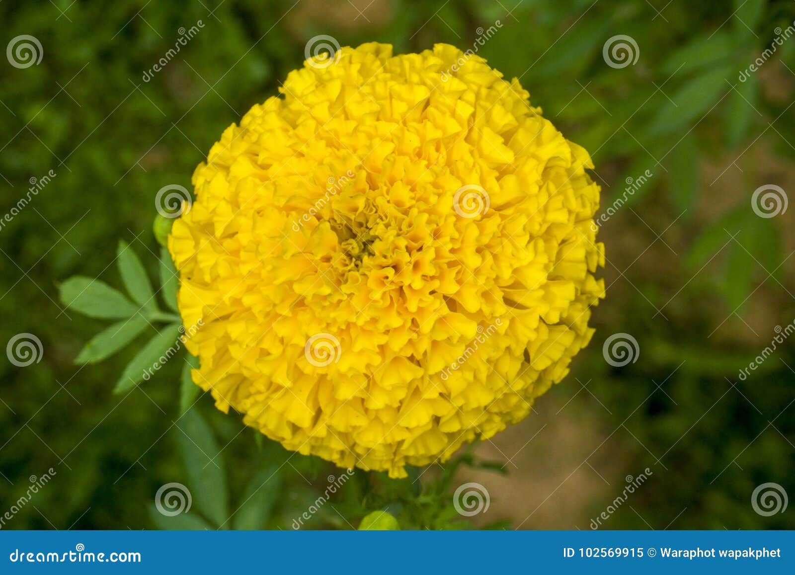 Marigold Background Texture Stock Image - Image of african, beauty ...
