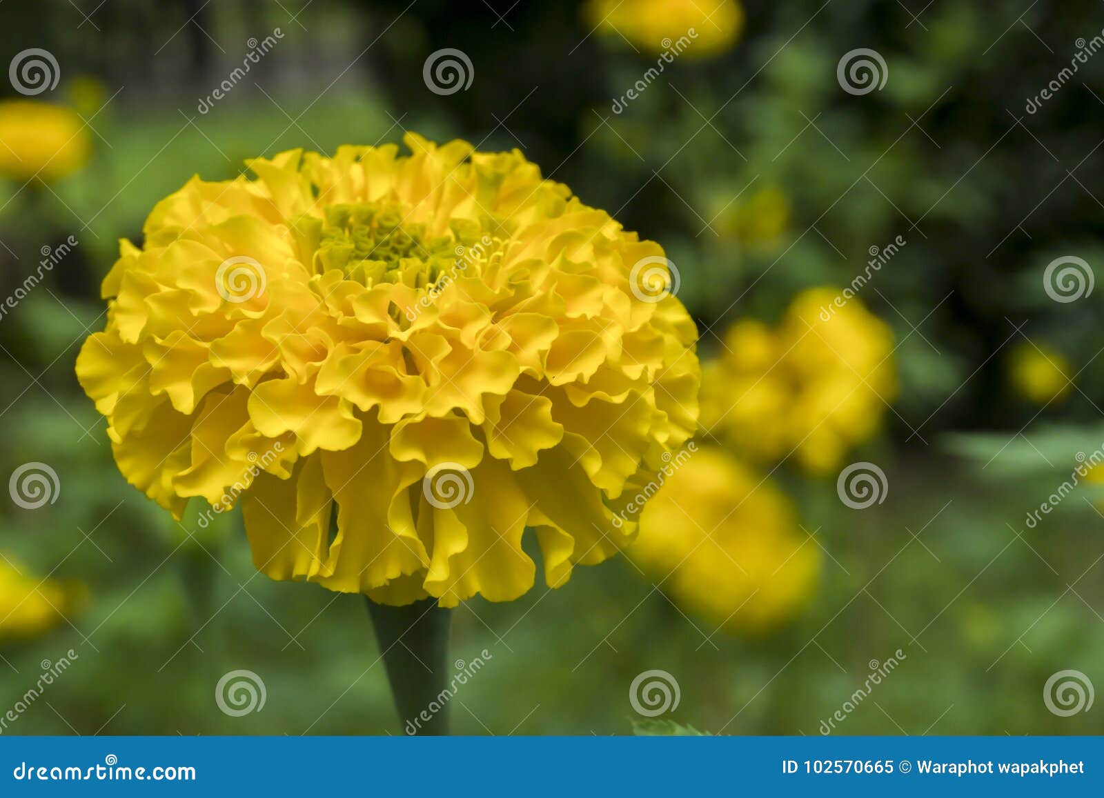 Marigold Background Texture Stock Image - Image of golden, florist ...