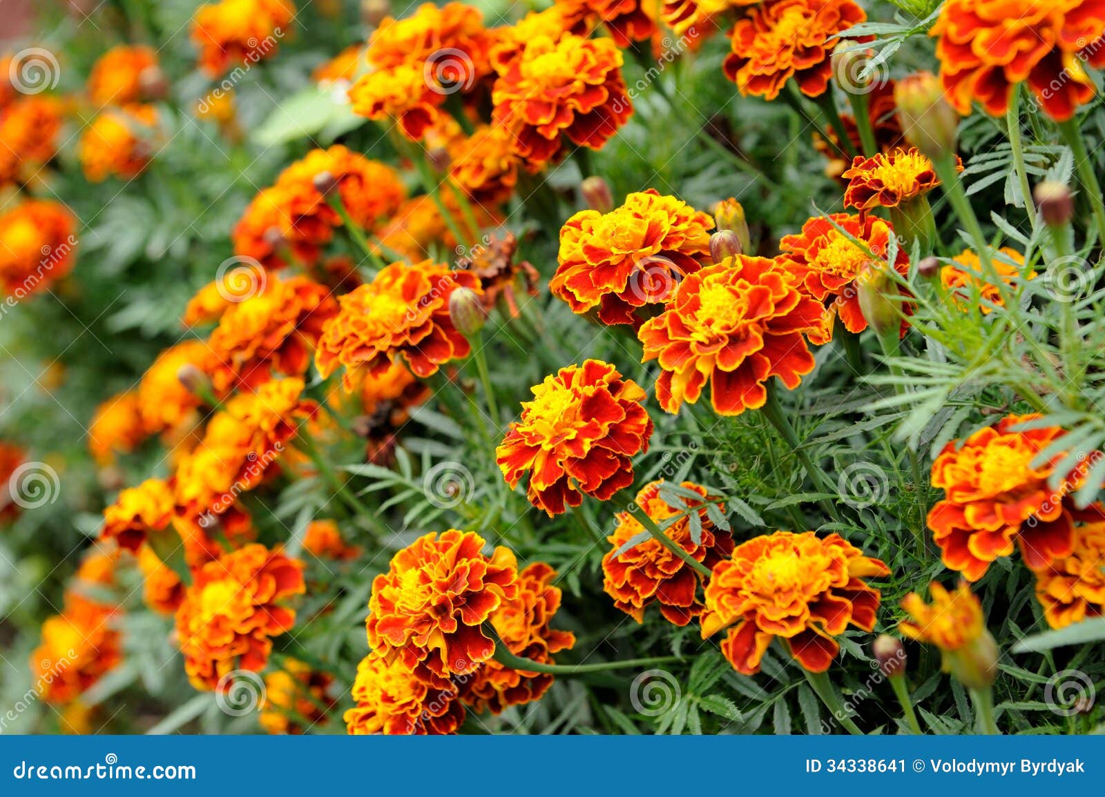 Marigold stock image. Image of foliage, flower, head - 34338641