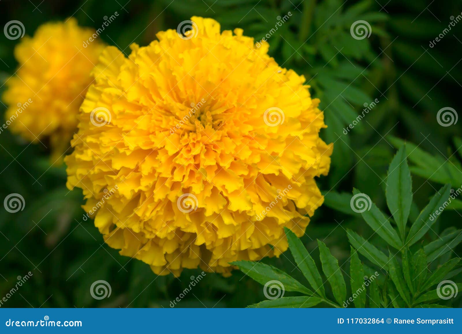 Marigold is yellow flower stock photo. Image of plant - 117032864