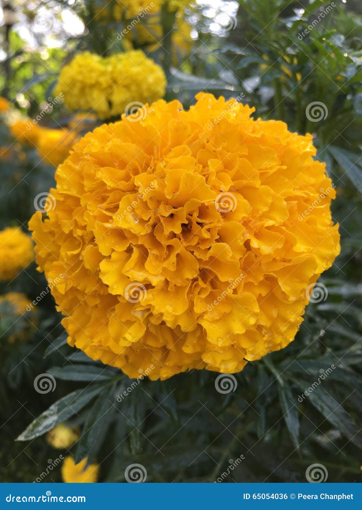 Marigold stock photo. Image of marigold, bangkok, yellow - 65054036