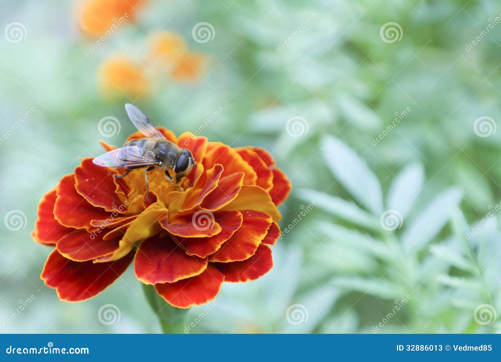 Marigold and bee stock image. Image of paws, petal, single - 32886013
