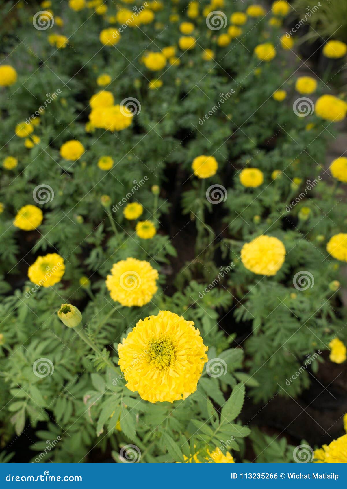 Marigold Blooming in the Farm Stock Photo - Image of color, autumn ...