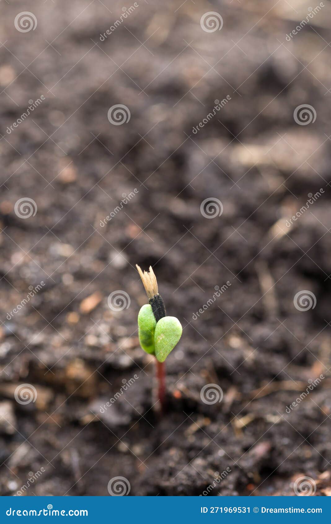 Marigold bud still stock image. Image of seed, cotyledon - 271969531