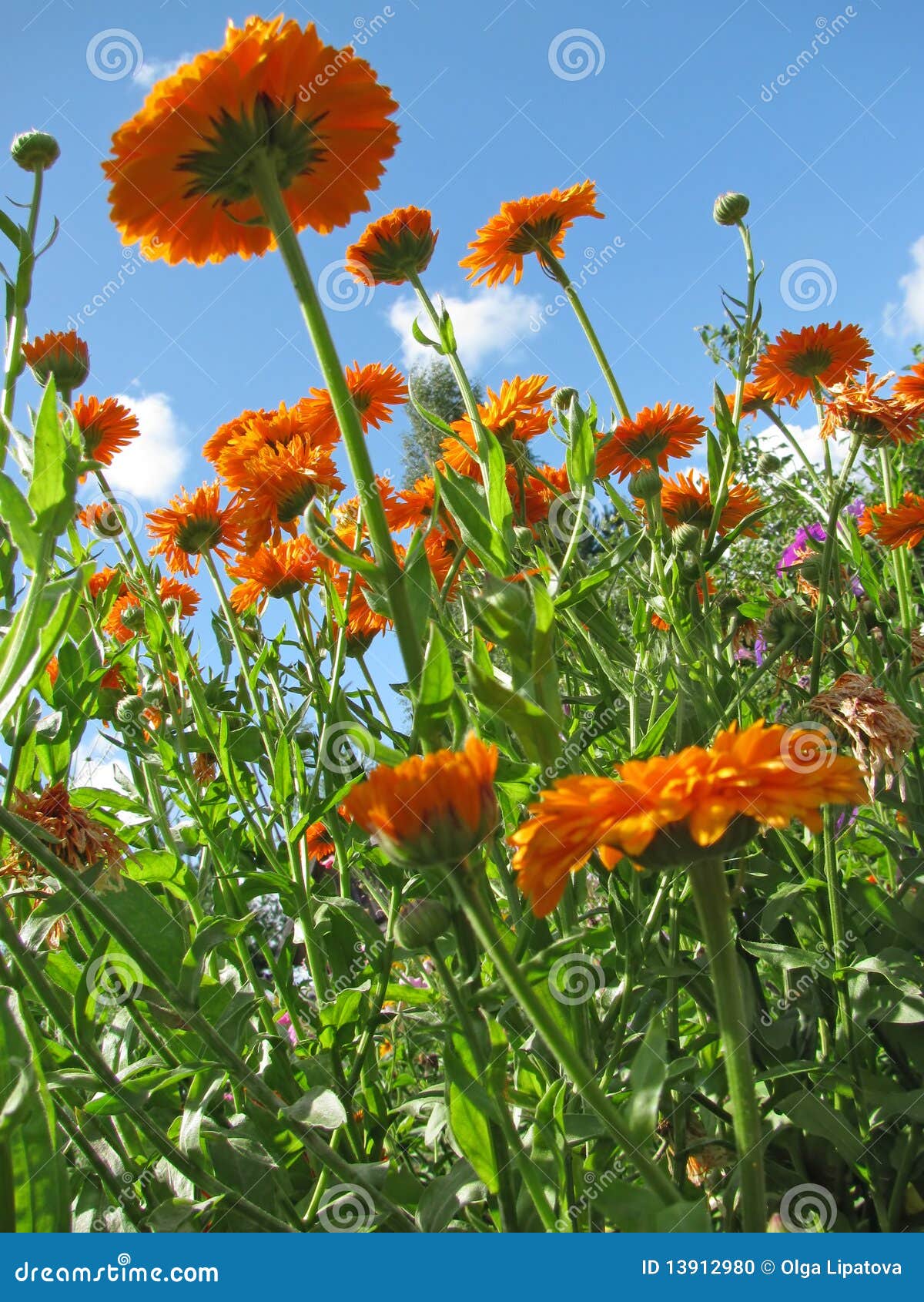 Marigold (Calendula) stock photo. Image of love, medicine - 13912980