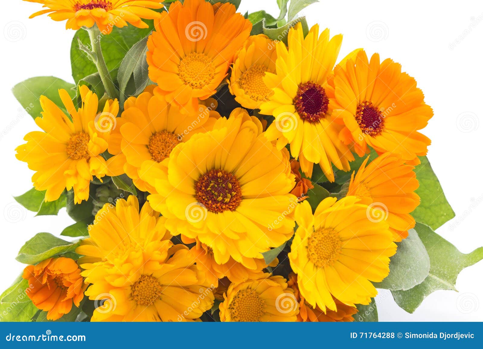 Marigold, Calendula Officinalis on a White Background Stock Photo ...