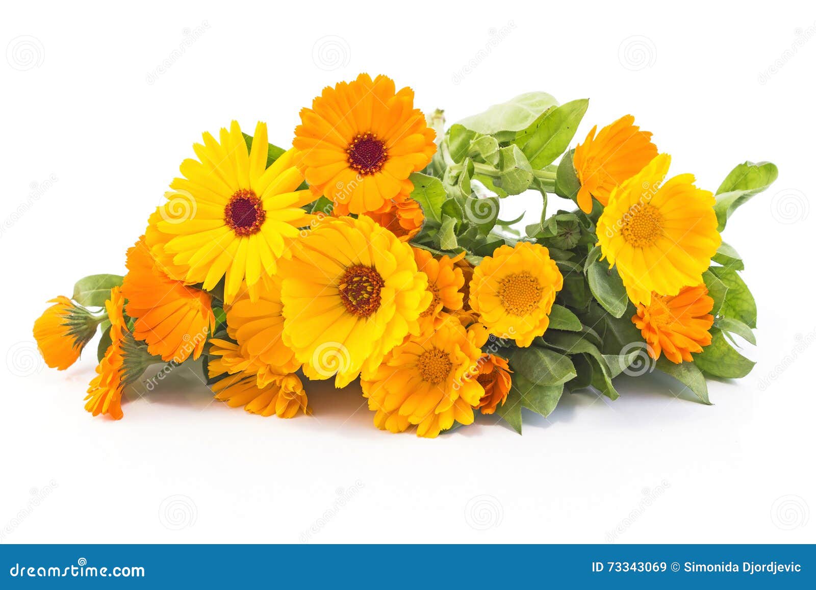 Marigold, Calendula Officinalis on a White Background Stock Image ...