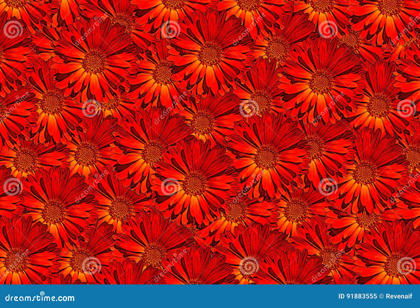 Marigold Calendula Red Pattern Stock Illustration - Illustration of ...