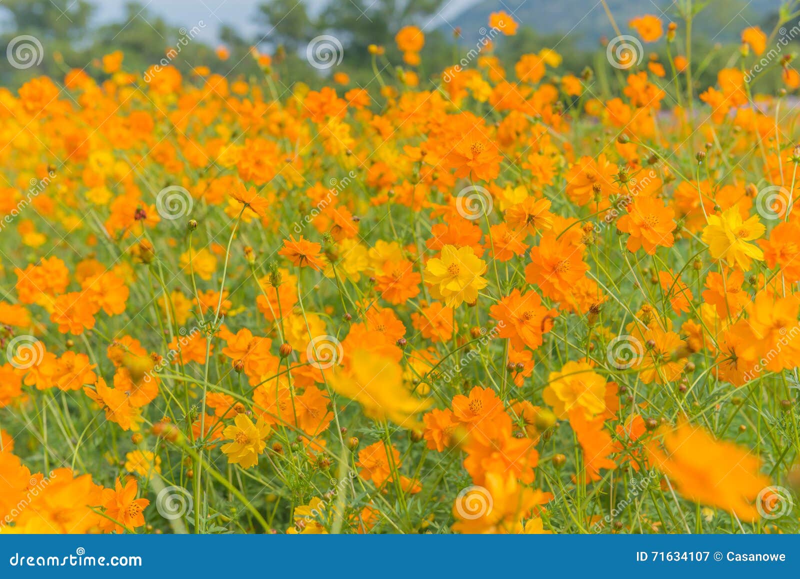 Marigold and Cosmos Flowers in the Meadow Stock Image - Image of ...