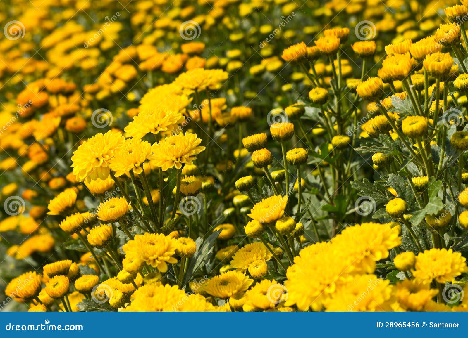 Marigold farm stock photo. Image of color, season, beauty - 28965456