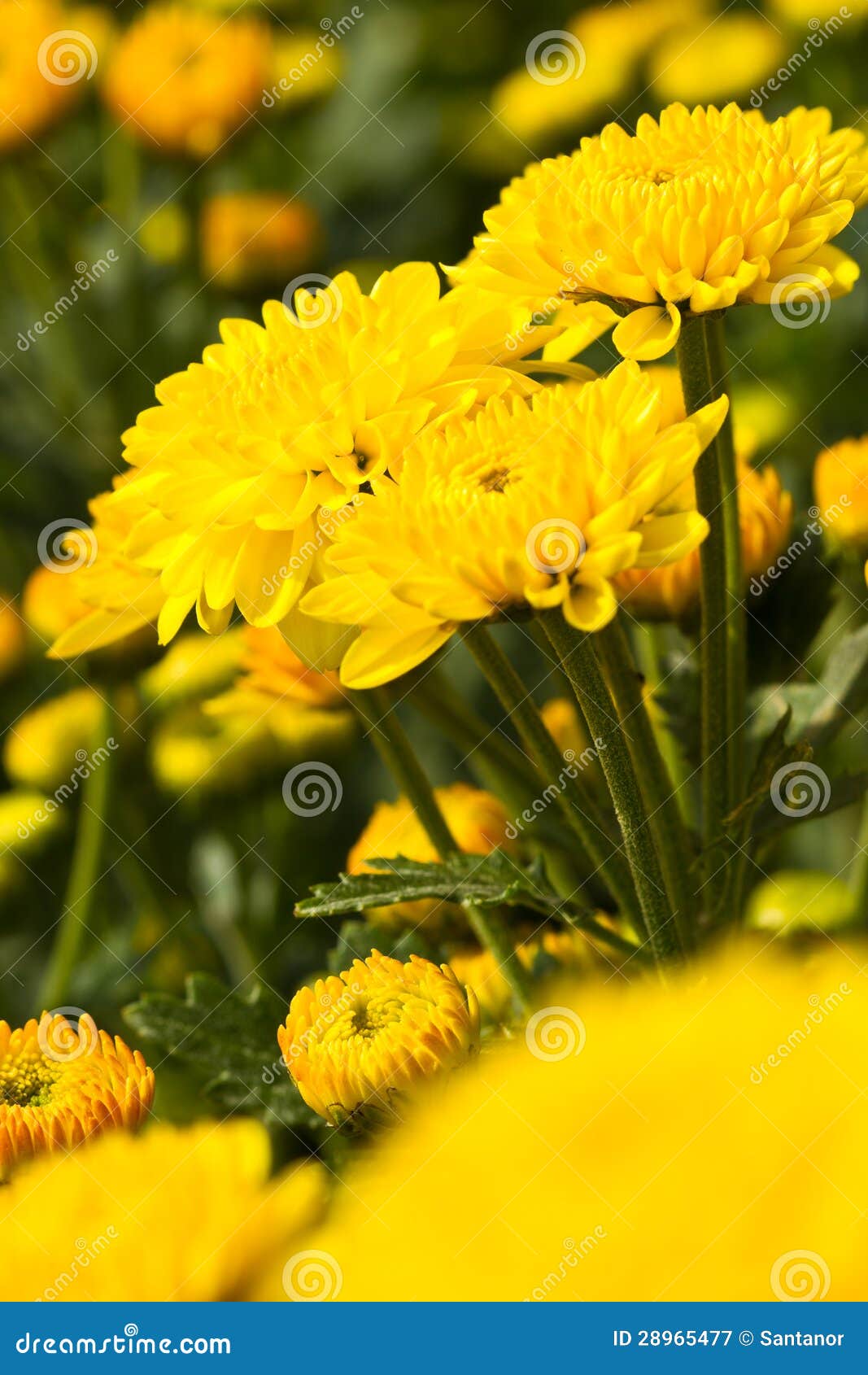 Marigold farm stock image. Image of fresh, yellow, blossom - 28965477