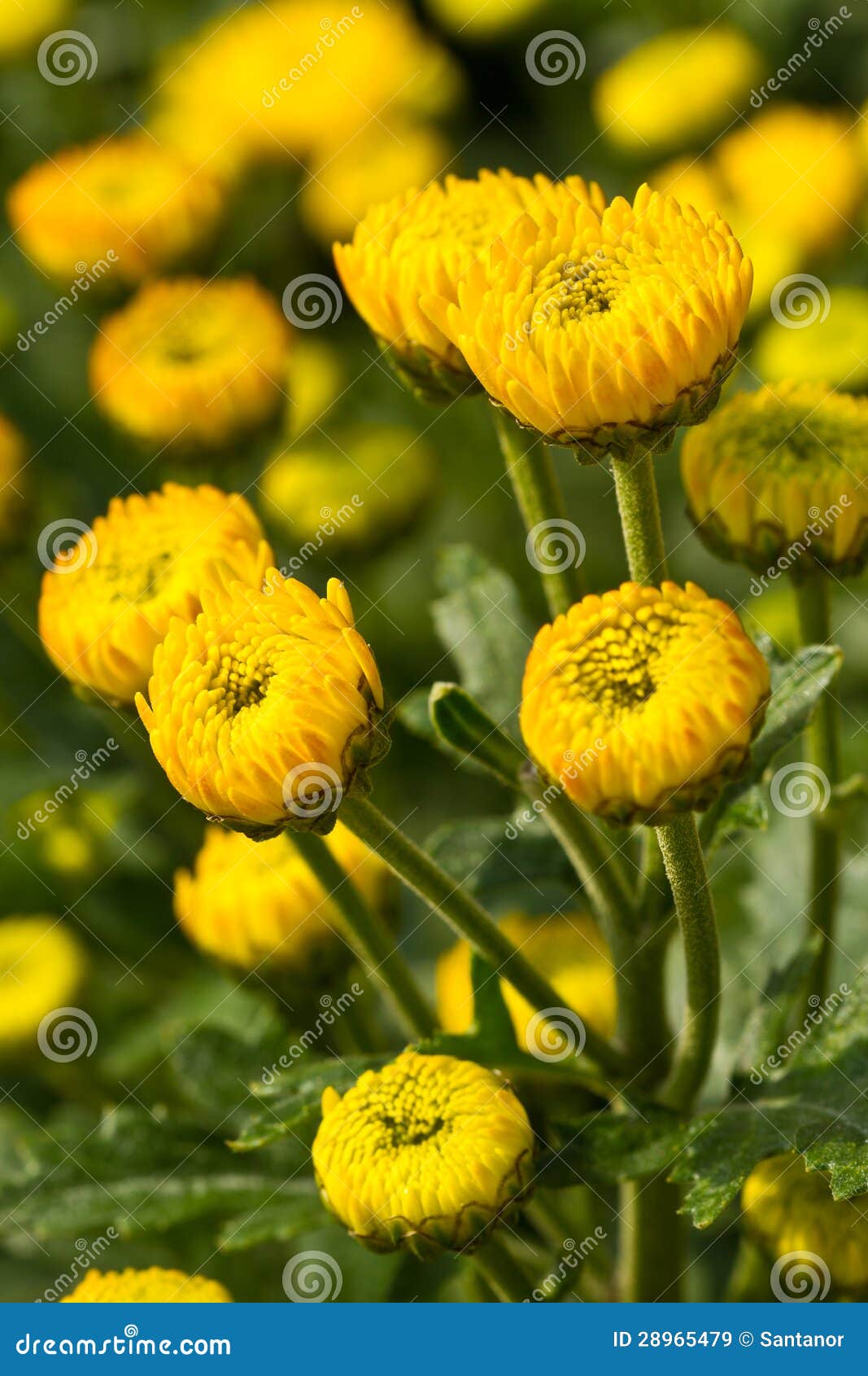 Marigold farm stock image. Image of fresh, marigold, natural - 28965479