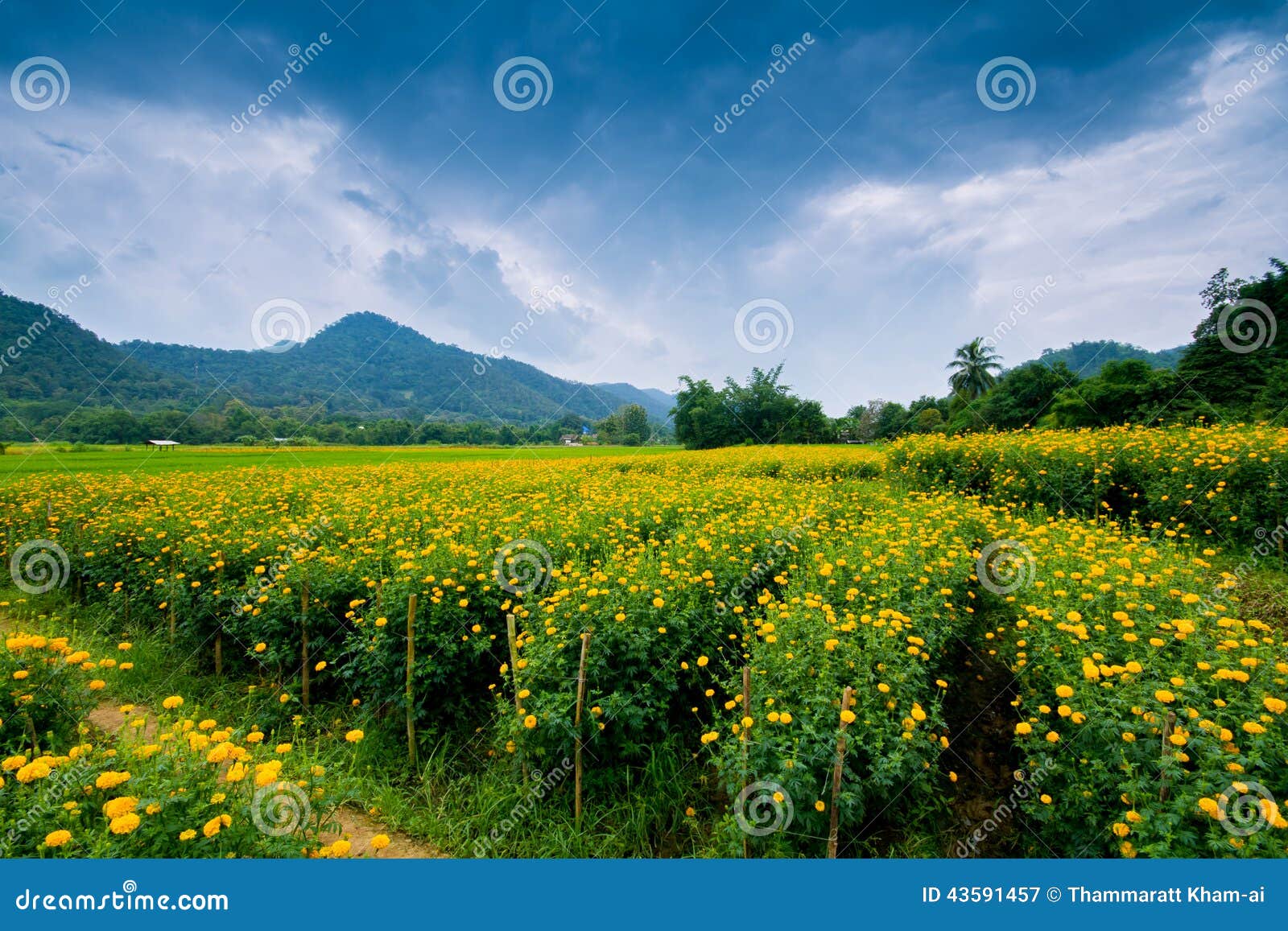 Marigold farm stock image. Image of blue, farm, golden - 43591457