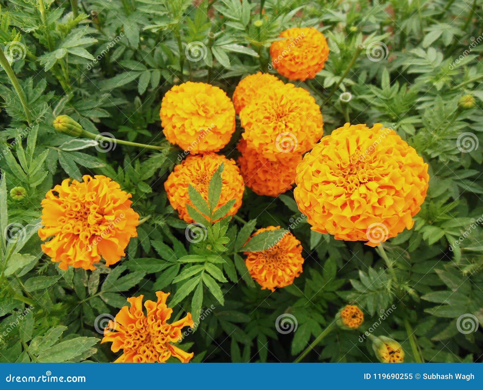 Naturally Marigold stock image. Image of marigold, naturally - 119690255
