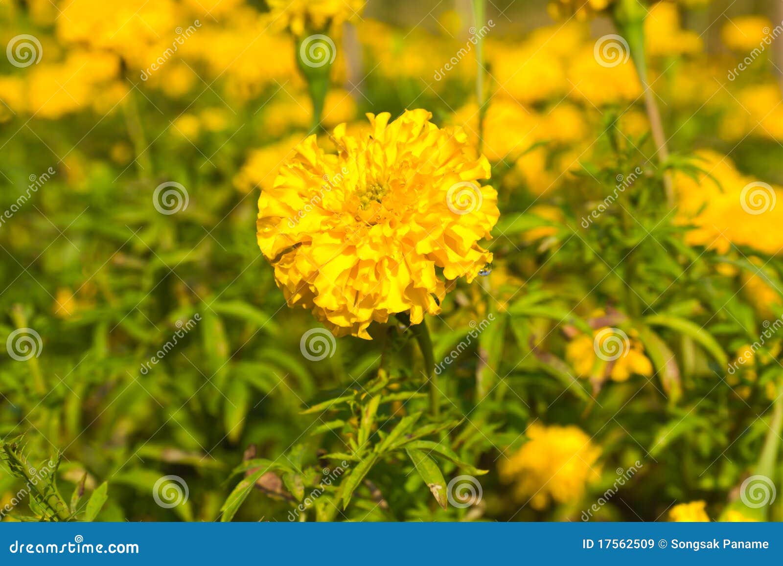 Marigold field stock image. Image of beautiful, flavored - 17562509