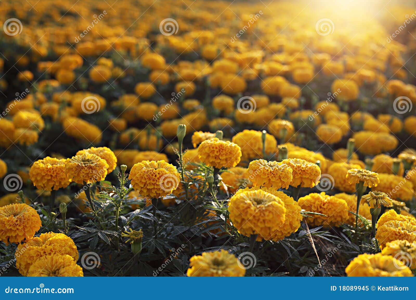 Marigold field stock image. Image of hope, gold, cover - 18089945